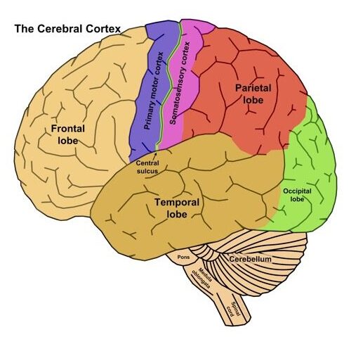 Understanding the Brain | Royal Fireworks Press