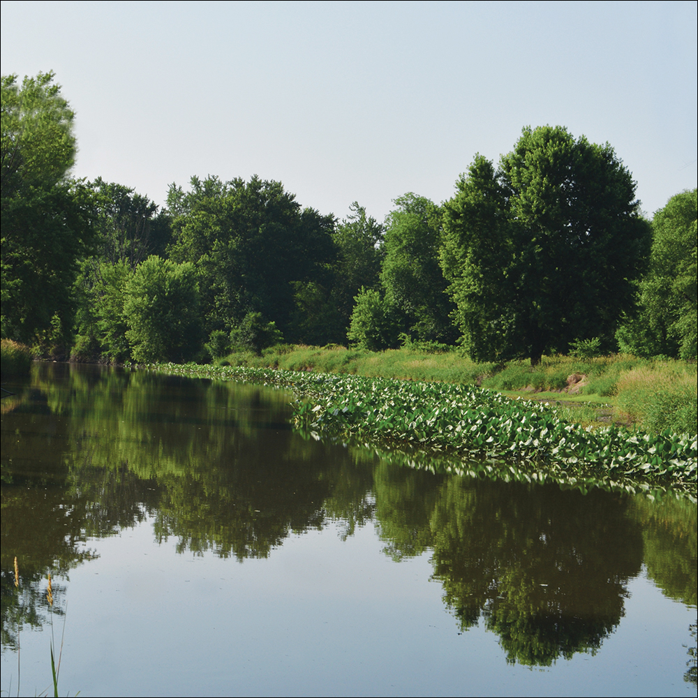 The Alice, Peter, and Mole Trilogy | Royal Fireworks Press